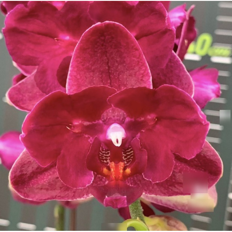 Орхiдея Phal. Wine Delight метелик - купити, доставка Україна